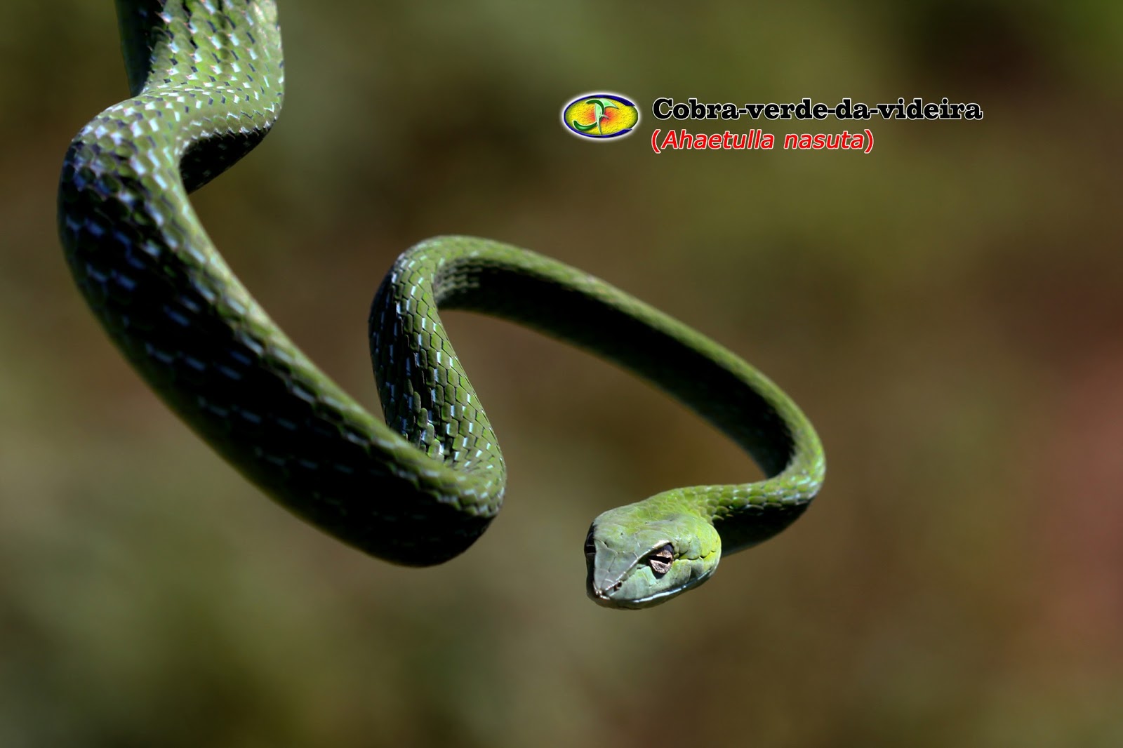 Zoologia: Cobra-verde-da-videira (Ahaetulla nasuta)